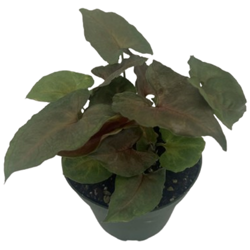 Maria Allusion Arrowhead Vine | Plant Addicts