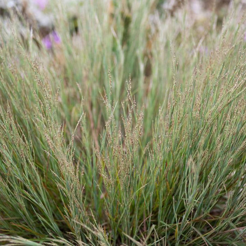 Coastal Little Bluestem Grass | Plant Addicts