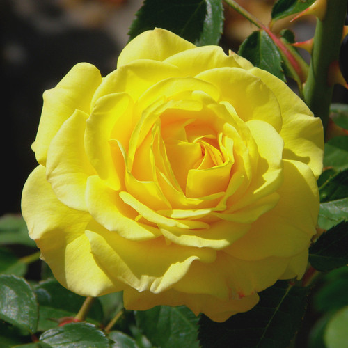 True Joy Rose | Plant Addicts