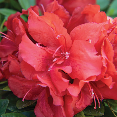 Ever After Ruby Azalea | Plant Addicts