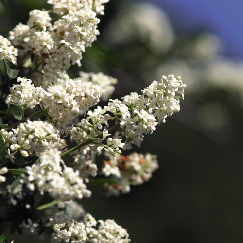 Cheyenne Common Privet | Plant Addicts