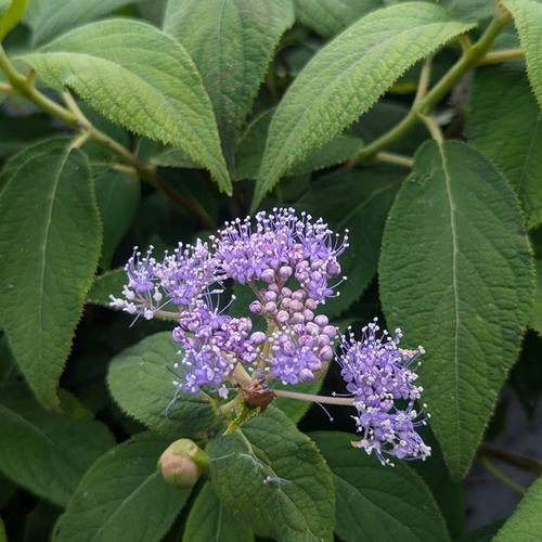 Bracted Hydrangea | Plant Addicts