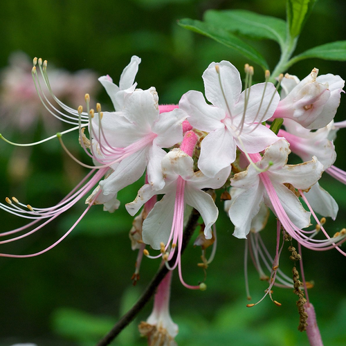 Mountain Azalea | Plant Addicts