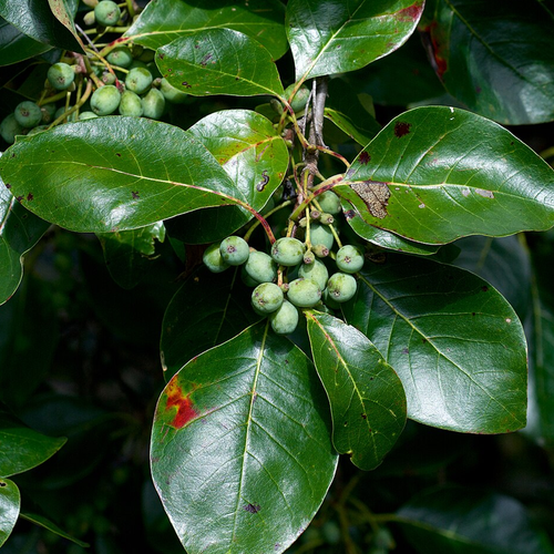 Tupelo Tower Black Gum Tree | Plant Addicts