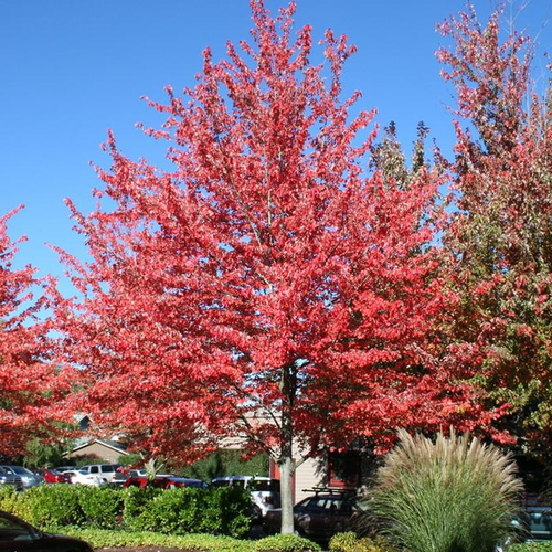 Red Maple Tree | Plant Addicts