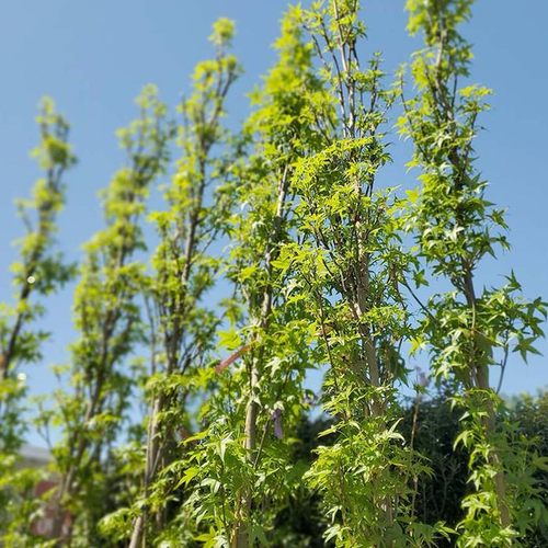 Sweetgum Tree | Plant Addicts
