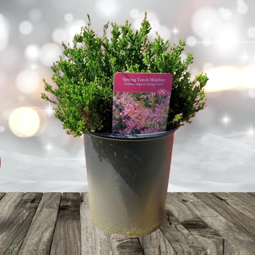 Holiday Spring Torch Scotch Heather | Plant Addicts
