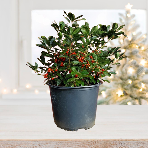 Holiday Red Sprite Winterberry | Plant Addicts