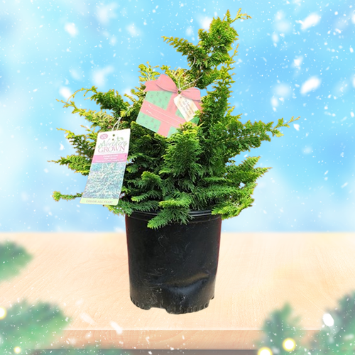 Holiday Fernspray Gold False Cypress | Plant Addicts
