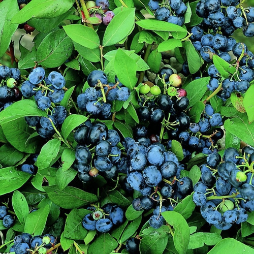 Top Hat Blueberry | Plant Addicts