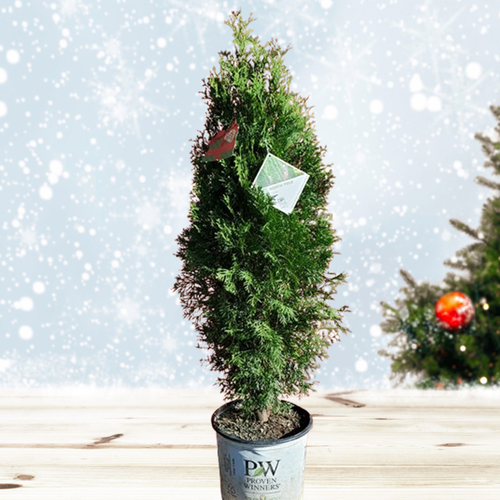 Holiday North Pole® Arborvitae | Plant Addicts