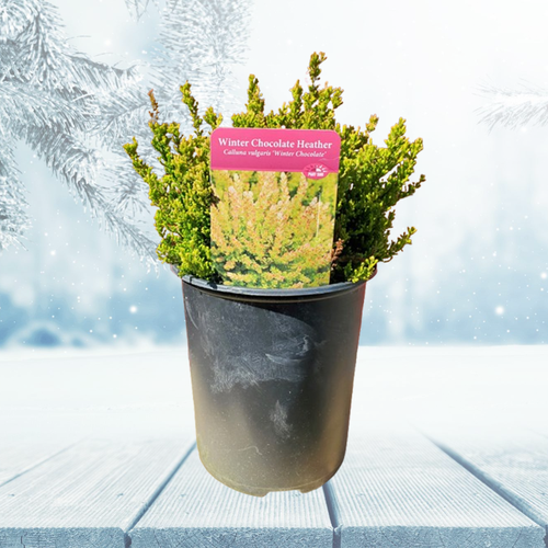 Holiday Winter Chocolate Heather | Plant Addicts
