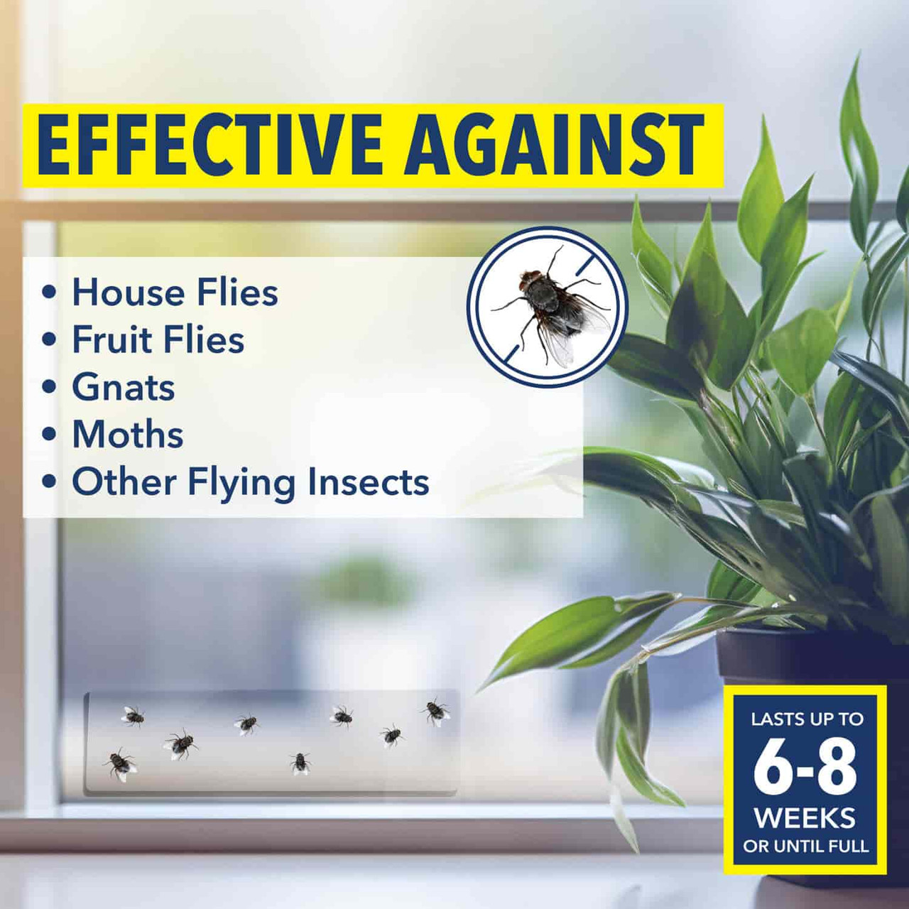 Window Fly Trap Clear (30-pack)