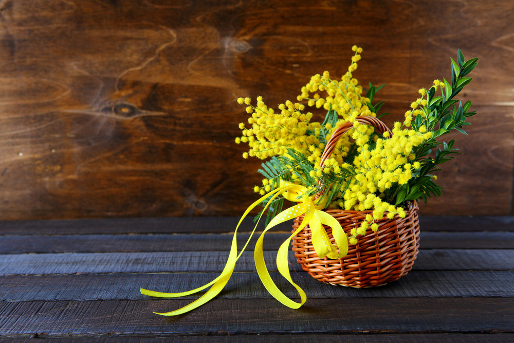 Mimosa Absolute