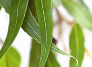 Eucalyptus Narrow Leaf