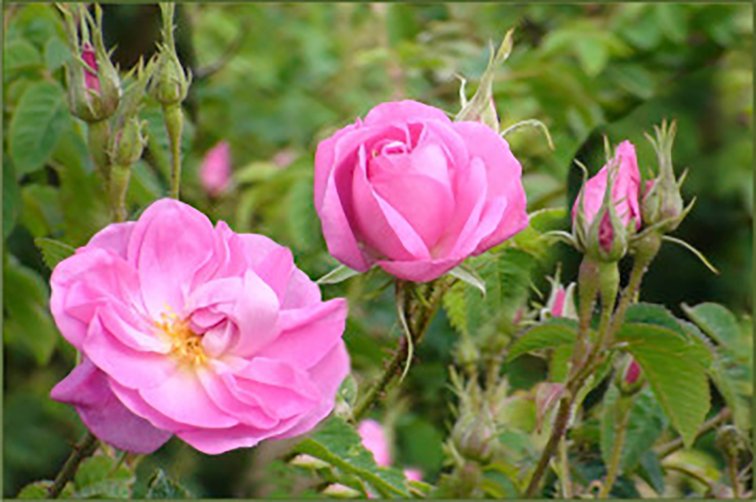 Essential Oils Pure High Quality