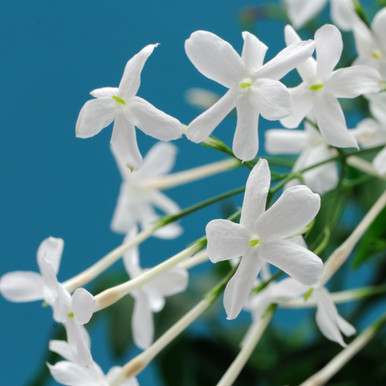 Jasmine Blend - Appalachian Valley Natural Products