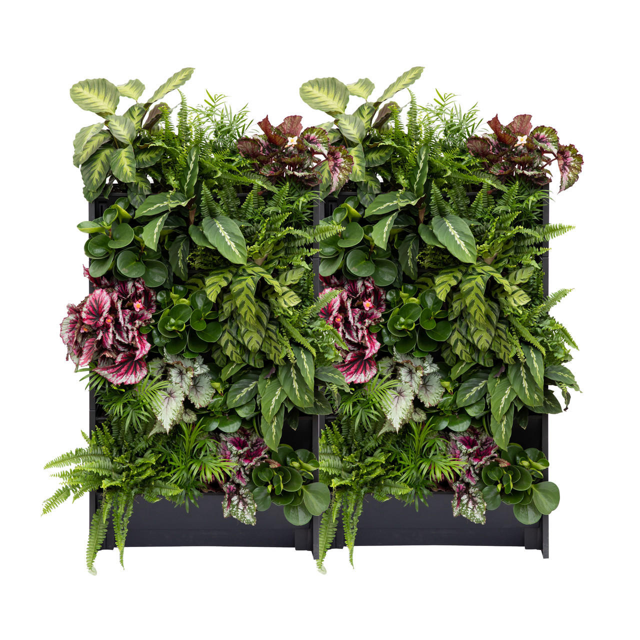 PlantBox Living Green Wall - Living Green Screens | Gardener Supplies
