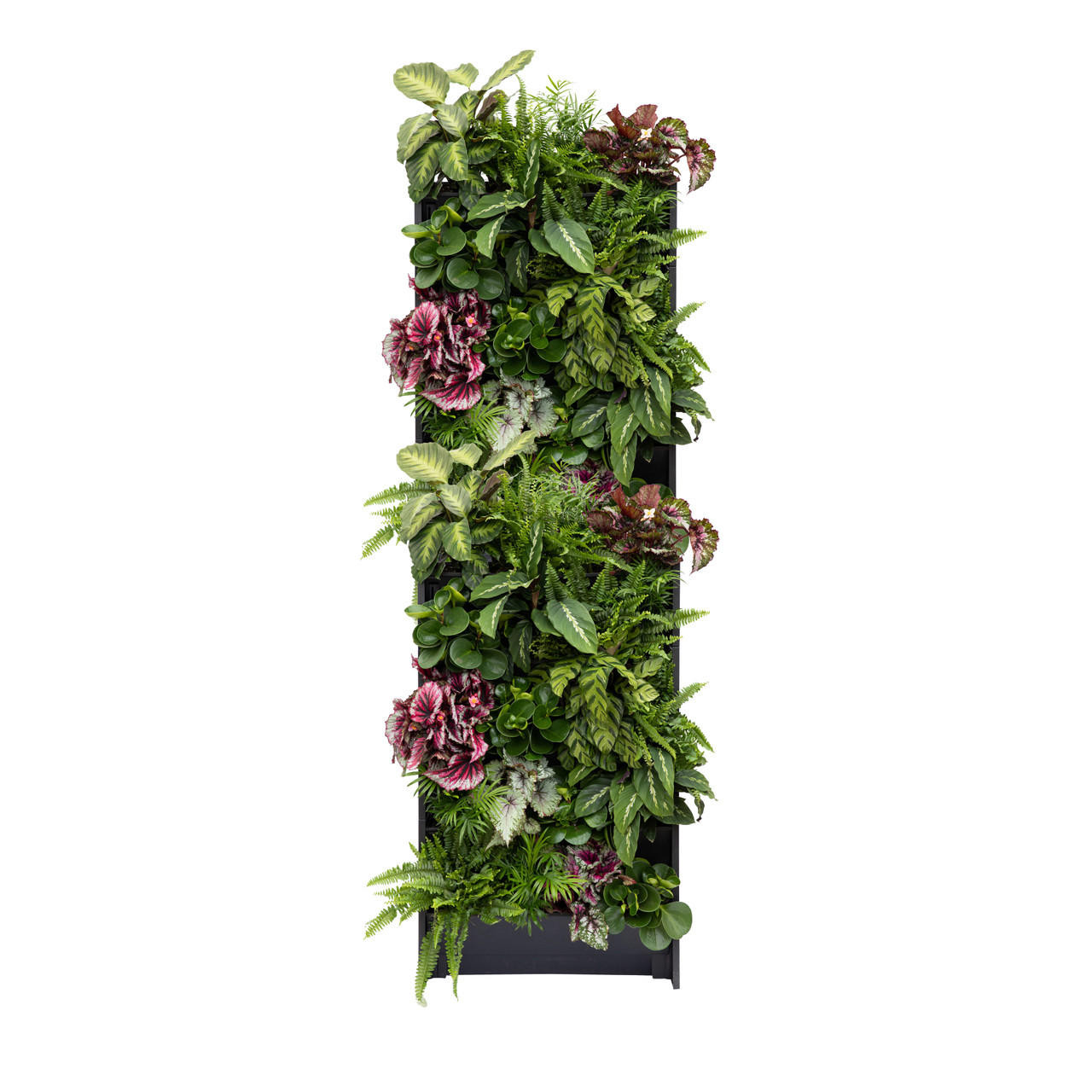 PlantBox Living Green Wall - Living Green Screens | Gardener Supplies