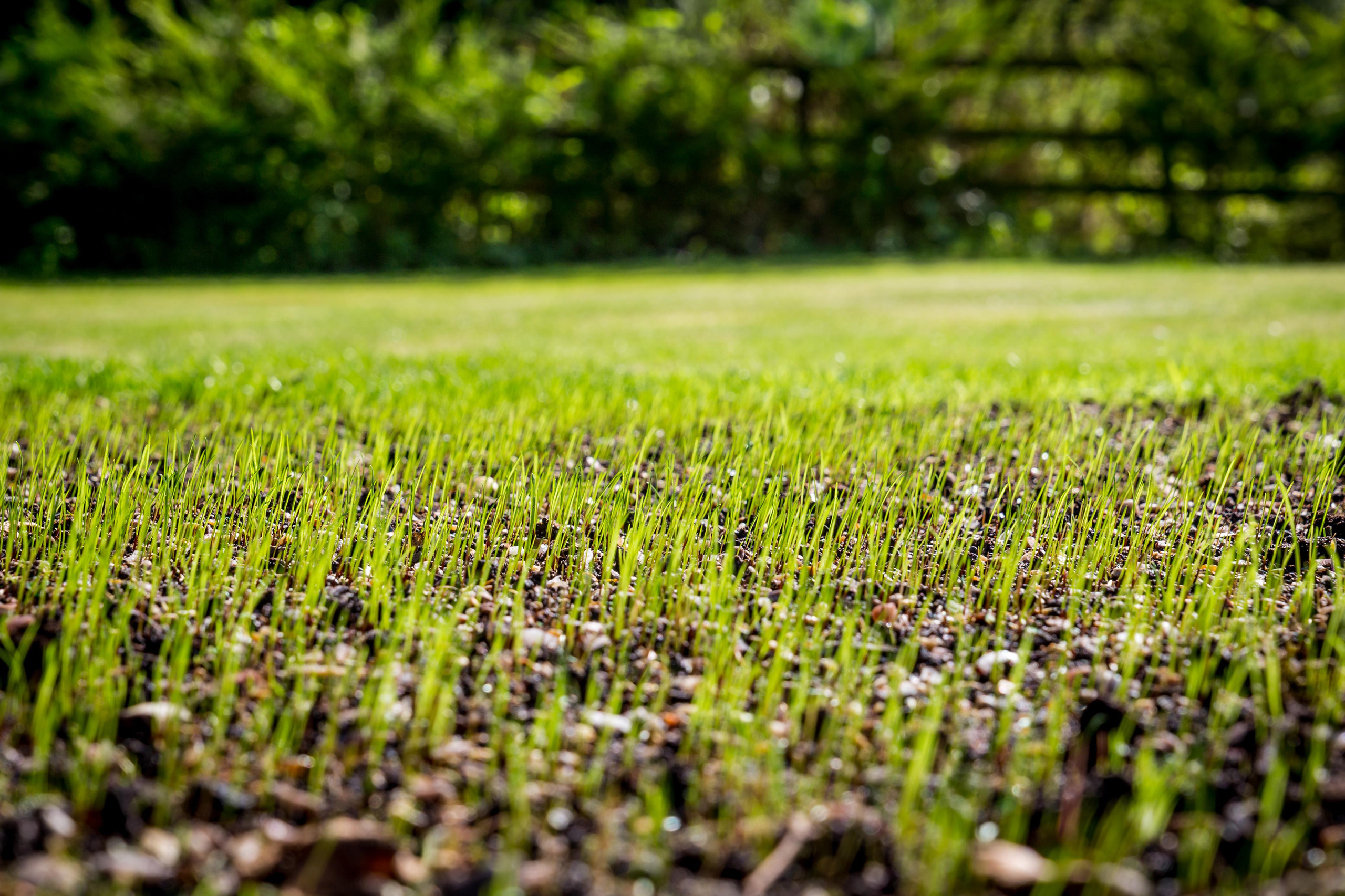 Preparing Your Lawn for Spring Grass Seed Planting in the UK ...