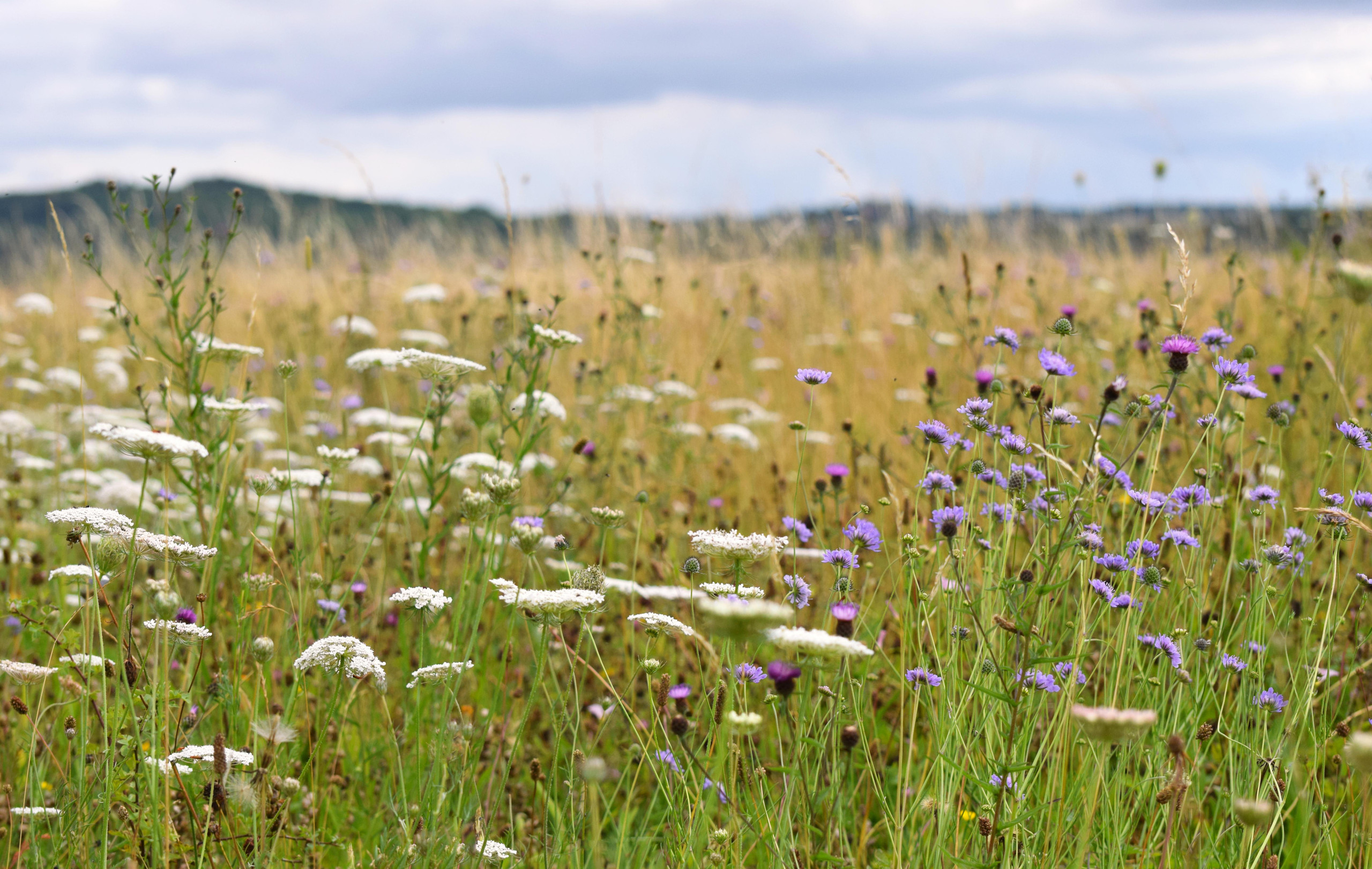 Maintaining Wildflower Meadows: Cutting, Weeding, and Care ...