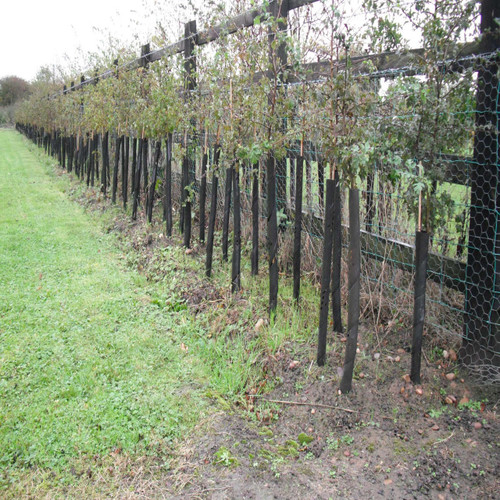 75cm Spiral Hedge Tree Guard | Gardener Supplies
