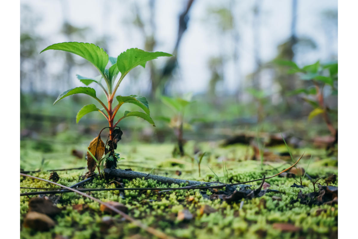 Where to plant a tree? - GardenerSupplies