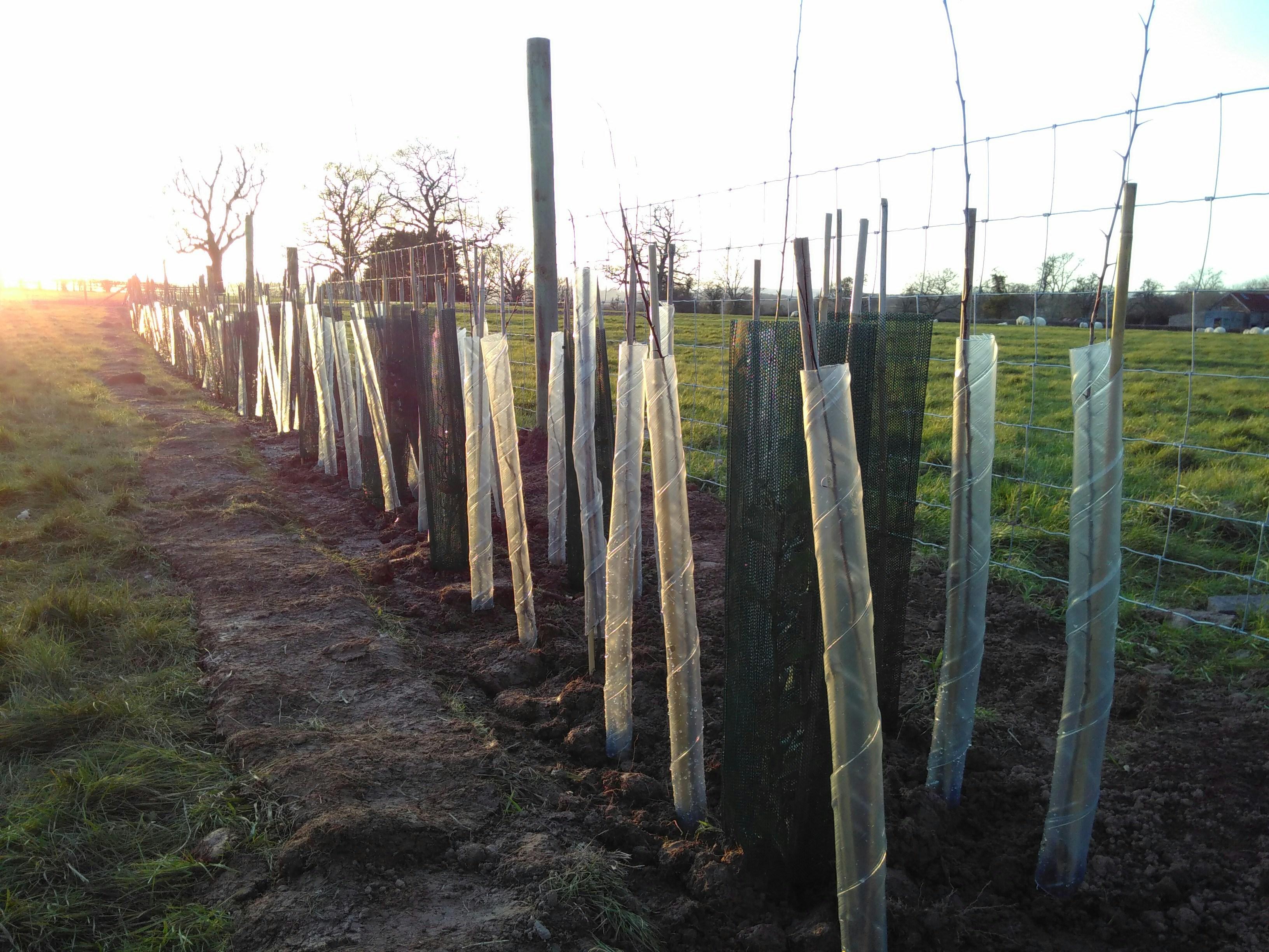 How to Plant Trees and Protect Them: Urban & Rural Guide - GardenerSupplies