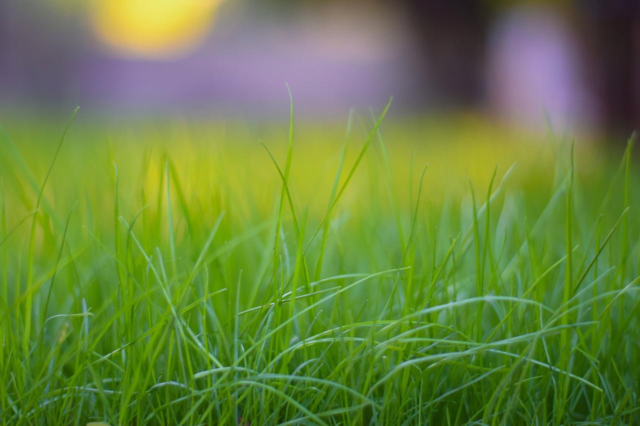 Sowing Grass Seed - GardenerSupplies