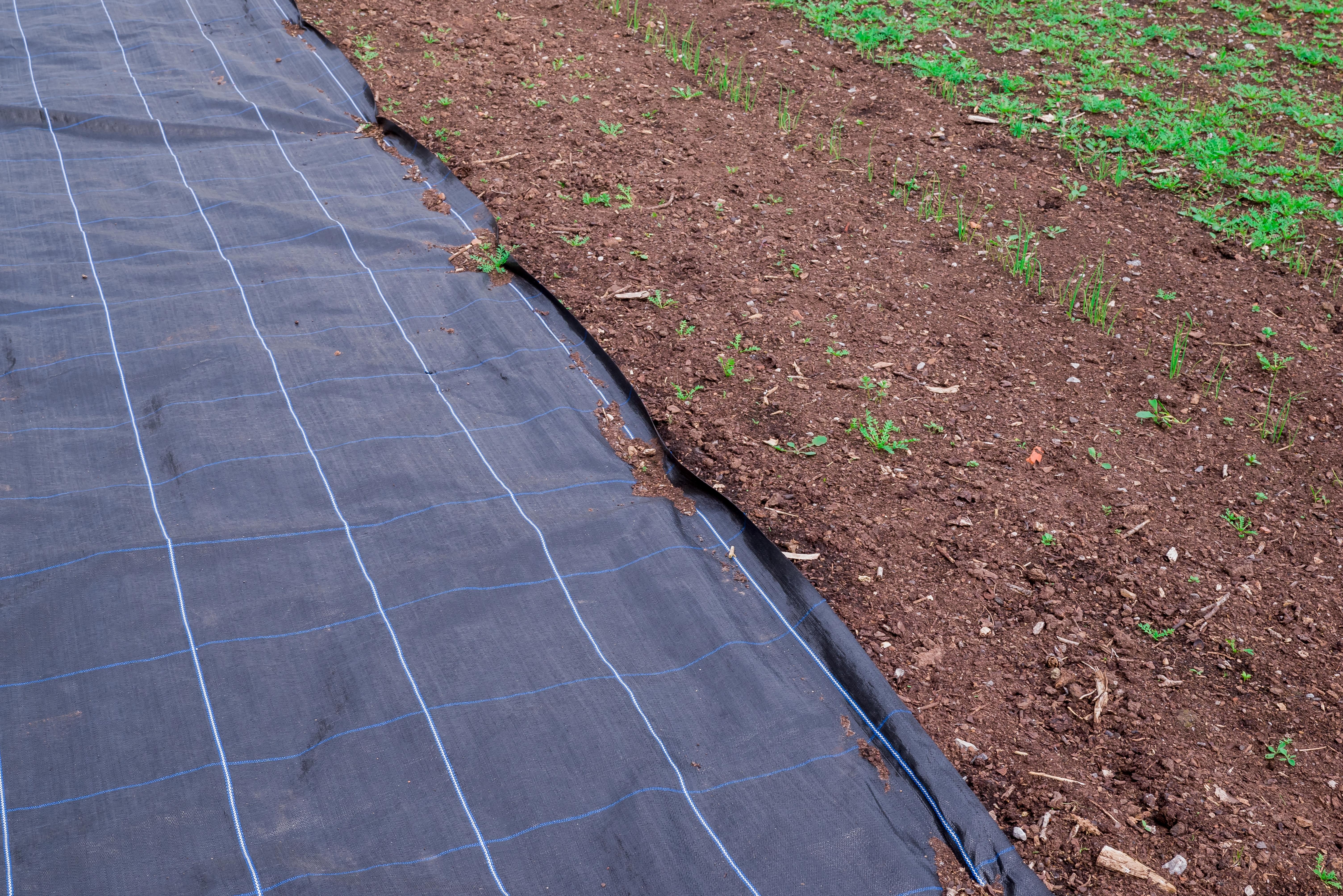 Weed Control Around Newly Planted Trees in the UK - GardenerSupplies