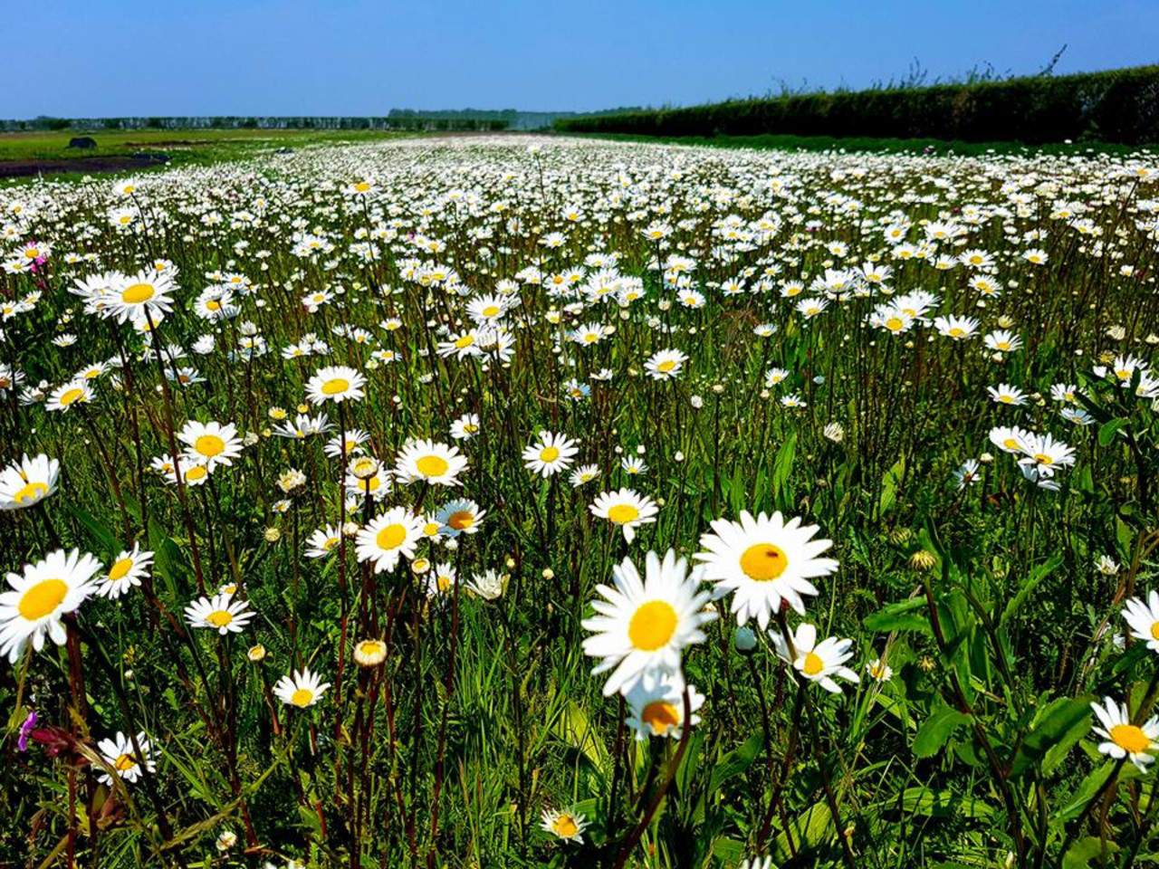 Laying Wildflower Matting - GardenerSupplies
