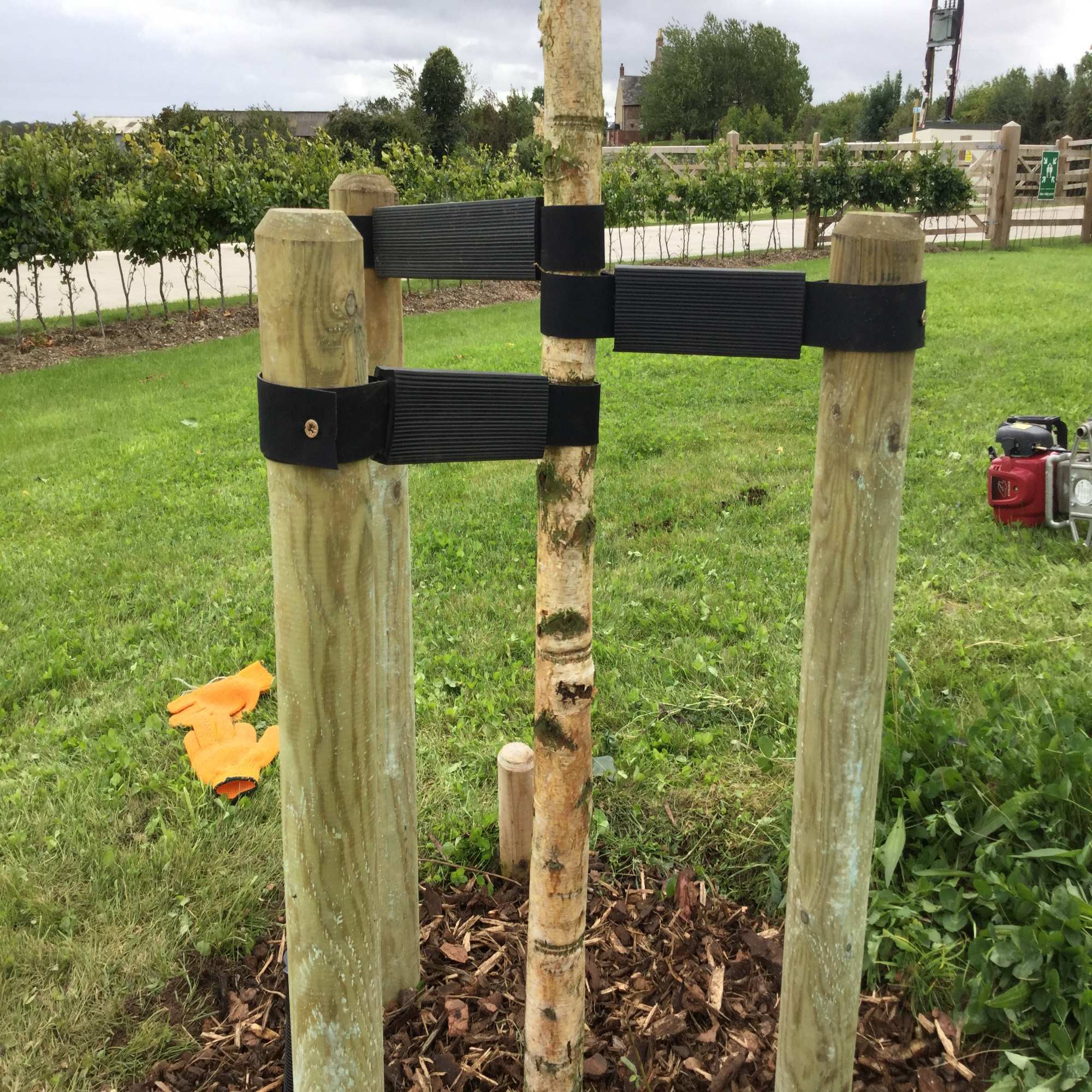 How to stabilise a newly planted tree? - GardenerSupplies