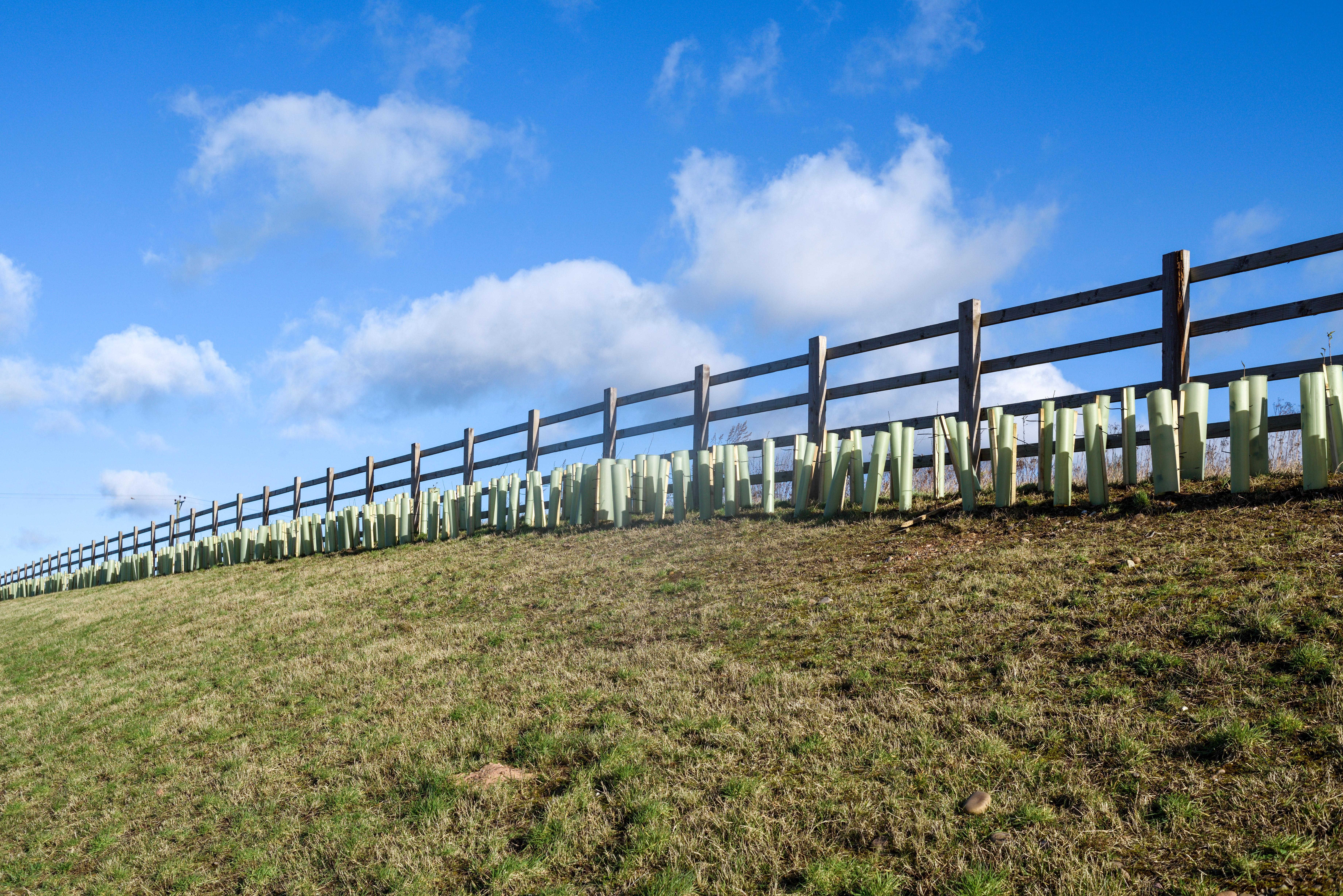 How to Plant Trees Along Boundaries, Hedgerows, and Field Edges in the ...