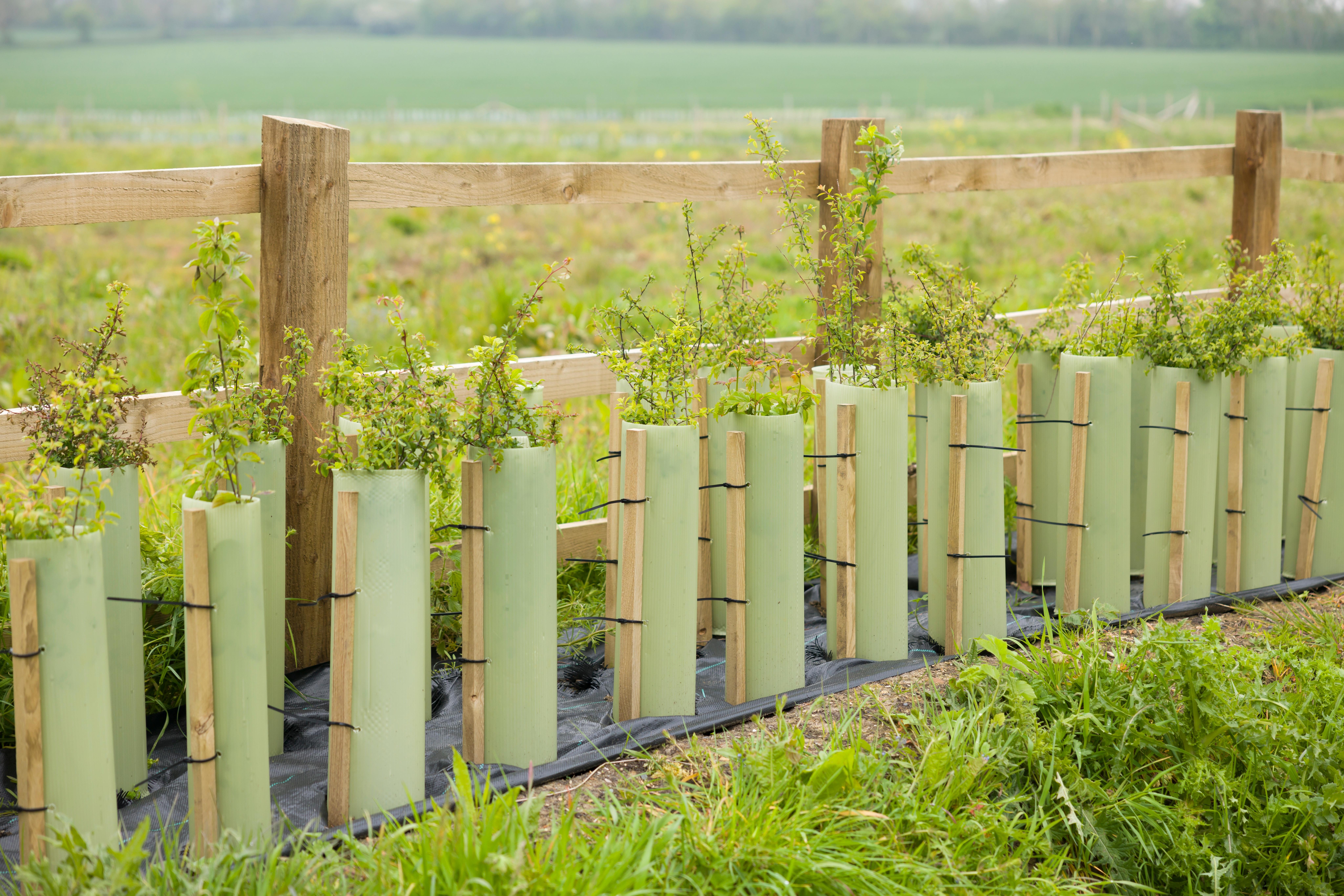 Essential Weed Control for Trees and Woodland in the UK - GardenerSupplies
