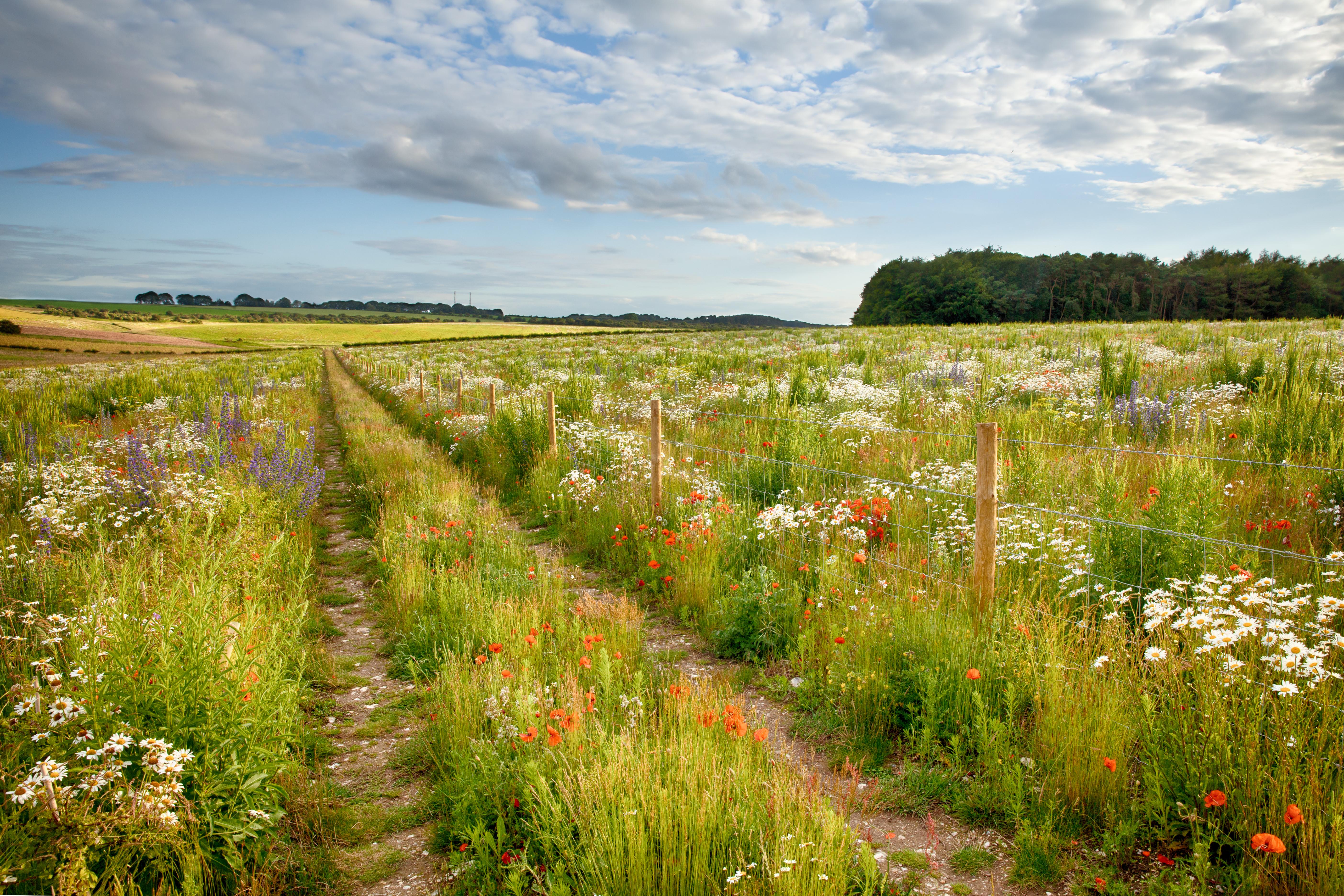 Field Margins and Hedgerows: Grant-Friendly Wildflower Planting ...