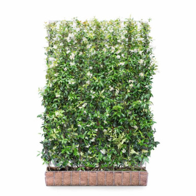 Star Jasmine Evergreen Privacy Screen | Gardener Supplies