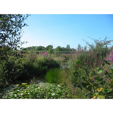 Pond & Water Edge Wildflower Plug Plants Mix | Gardener Supplies