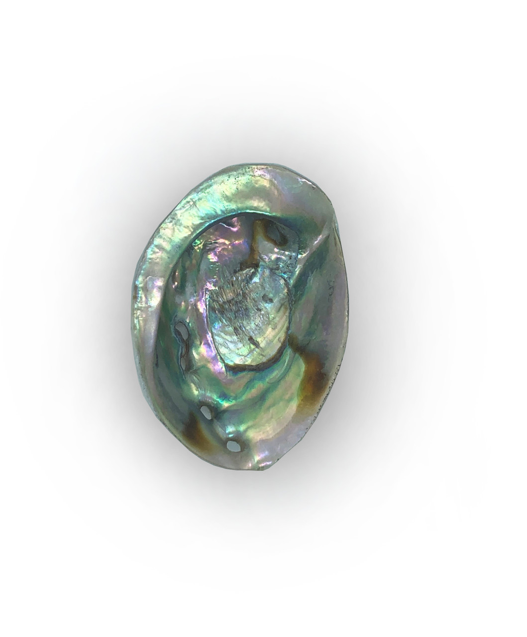 Mini farmed Paua Shells - Adore Collection