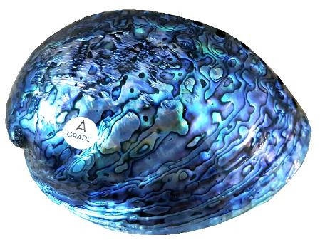NZ Paua Shell Polished - Adore Collection