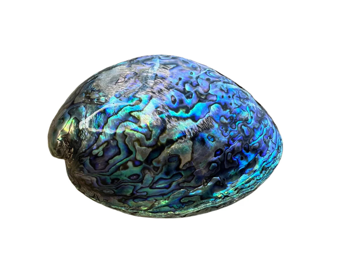 NZ Paua shell fully polished - various sizes - Adore Collection