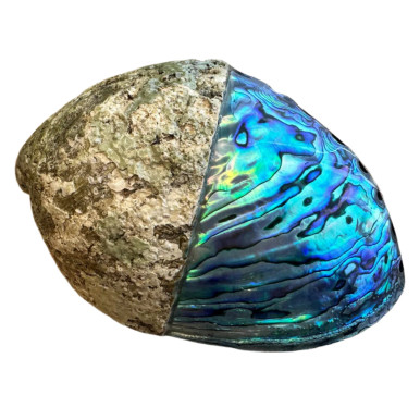 NZ paua shell - half polished - Adore Collection