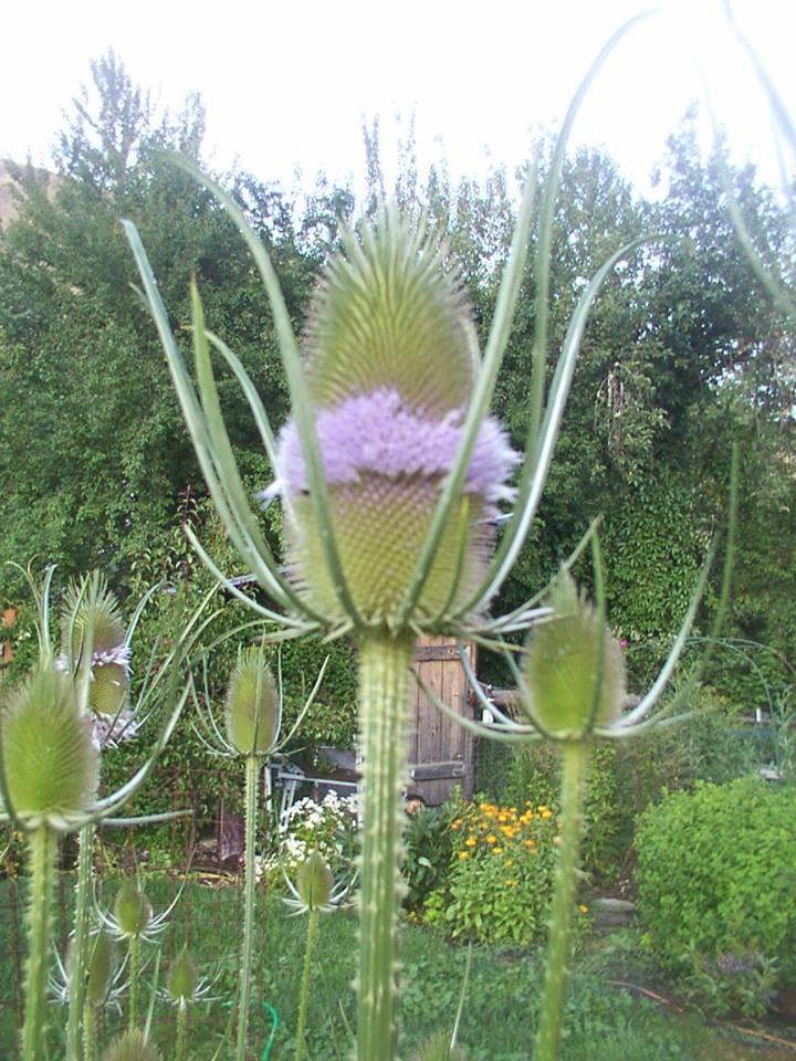 Teasel Flower Essence - Freedom Flowers UK