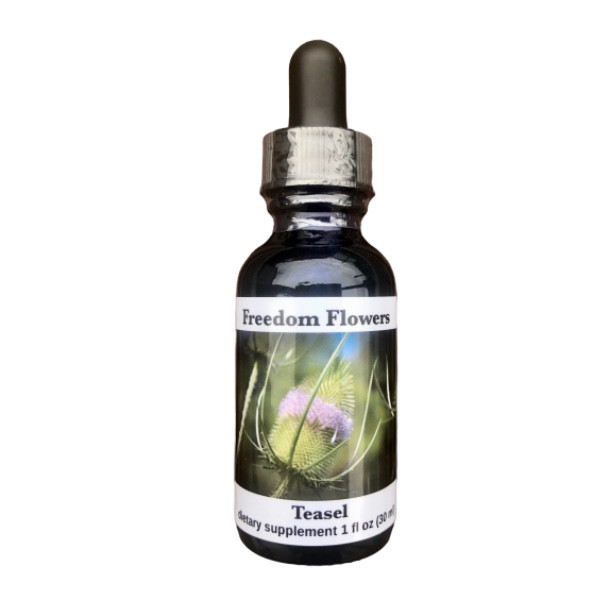 Teasel Flower Essence - Freedom Flowers UK