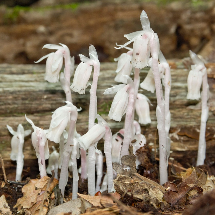 Indian Pipe Flower Essence
