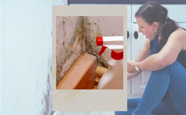 Conquer Mold Naturally with Mold Treatment Spray - Micro Balance Health ...