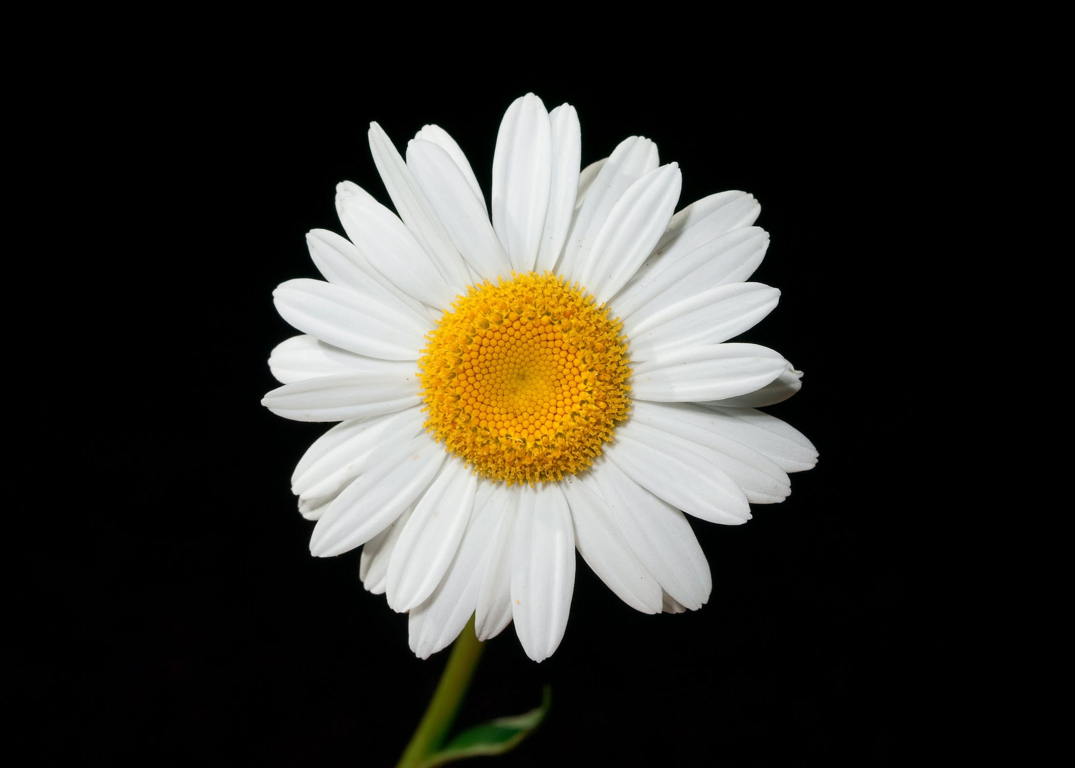 April's Blossoming Beauty: A Personal Love Affair with the Daisy ...