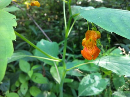 Poison Ivy and other obnoxious itches - Blue Ridge Botanicals