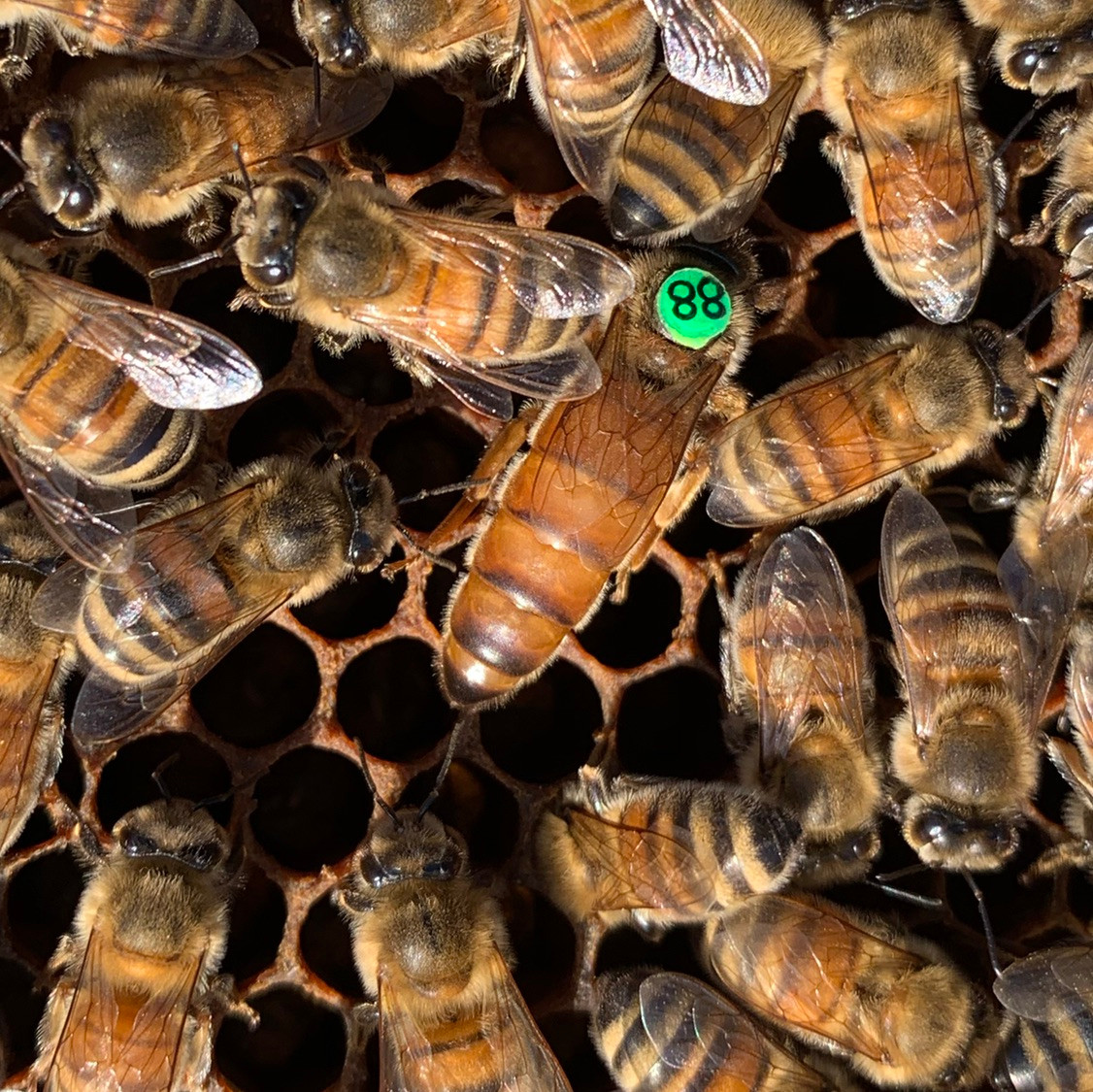 F1 Buckfast Queen Bee - Honeyfields Bee Farm