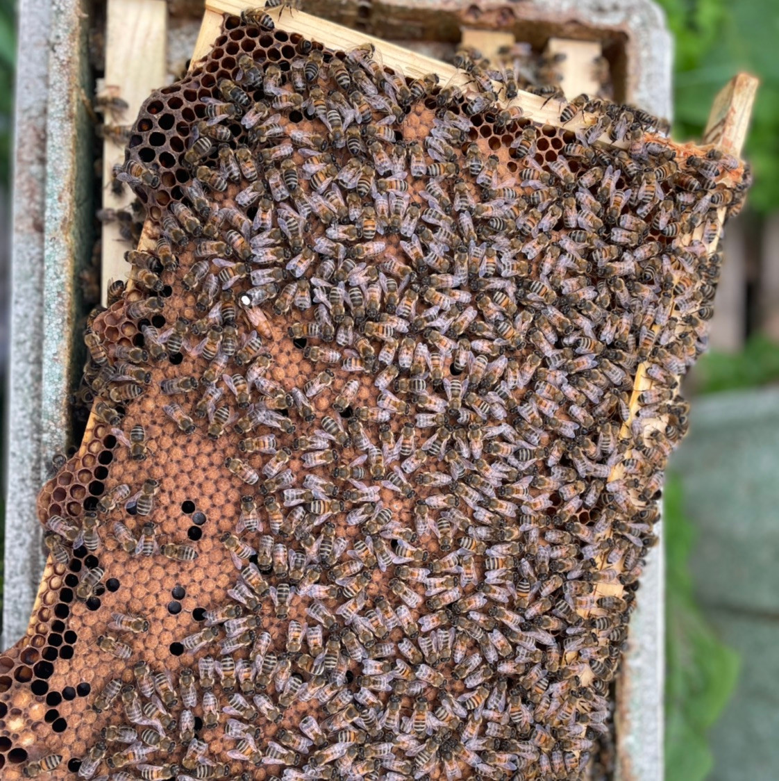 Over Wintered 6 Frame Nucleus With Buckfast Queen