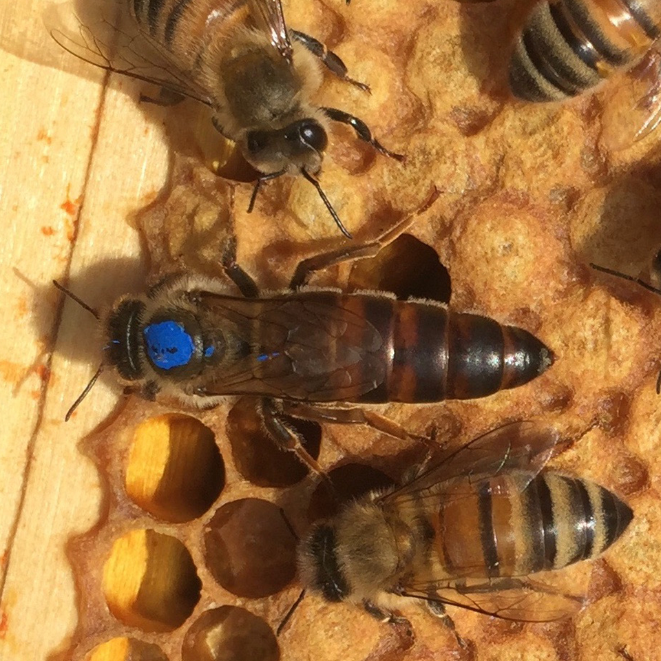 Queen Bees | Buckfast & Carniolan | Honeyfields Bee Farm